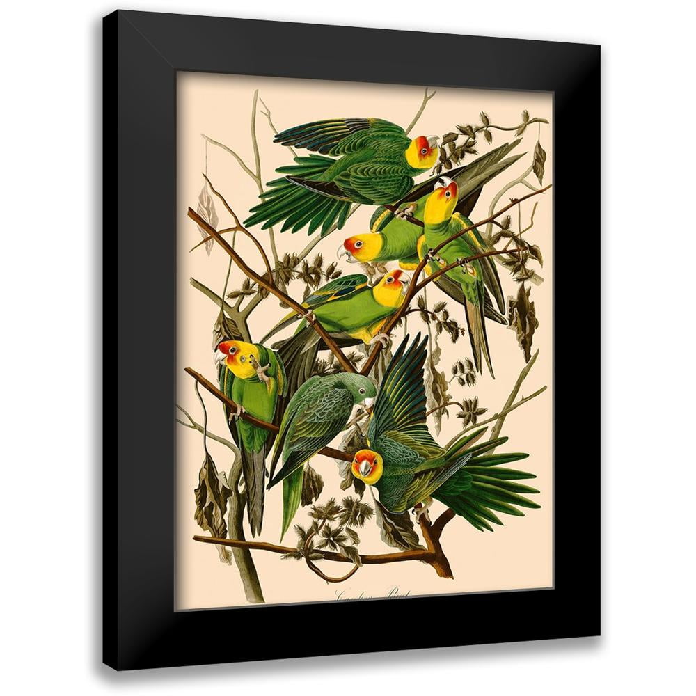 John James, Audubon 19x24 Black Modern Framed Museum Art Print Titled ...