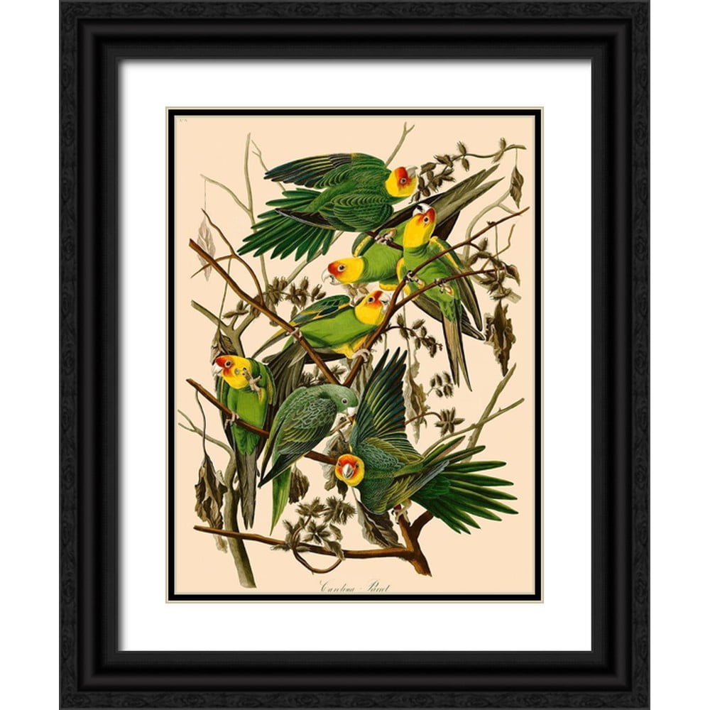 John James, Audubon 19x24 Black Ornate Wood Framed with Double Matting ...
