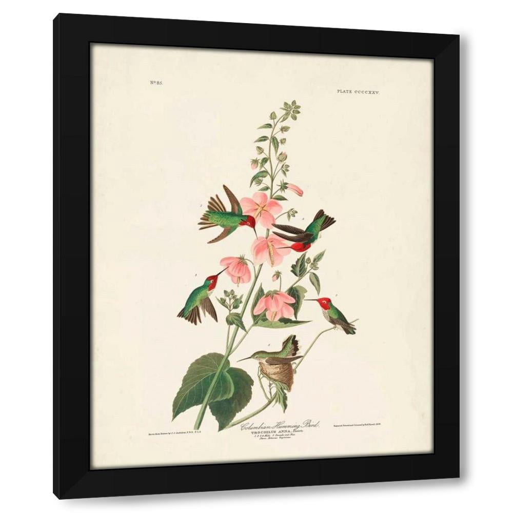 John James Audubon 26x32 Black Modern Wood Framed Wall Art Titled - Pl ...
