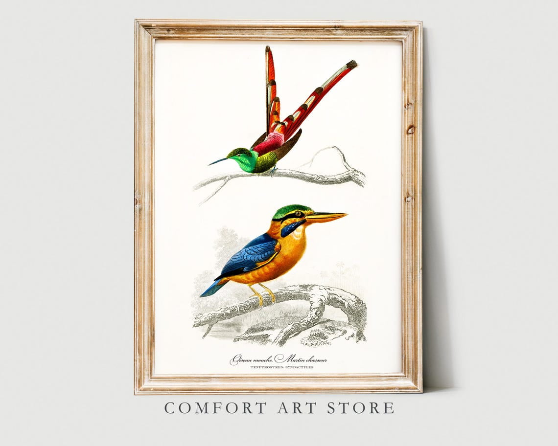 John James Audubon Bird Print Oiseau Mouche Martin Vintage Poster Retro ...
