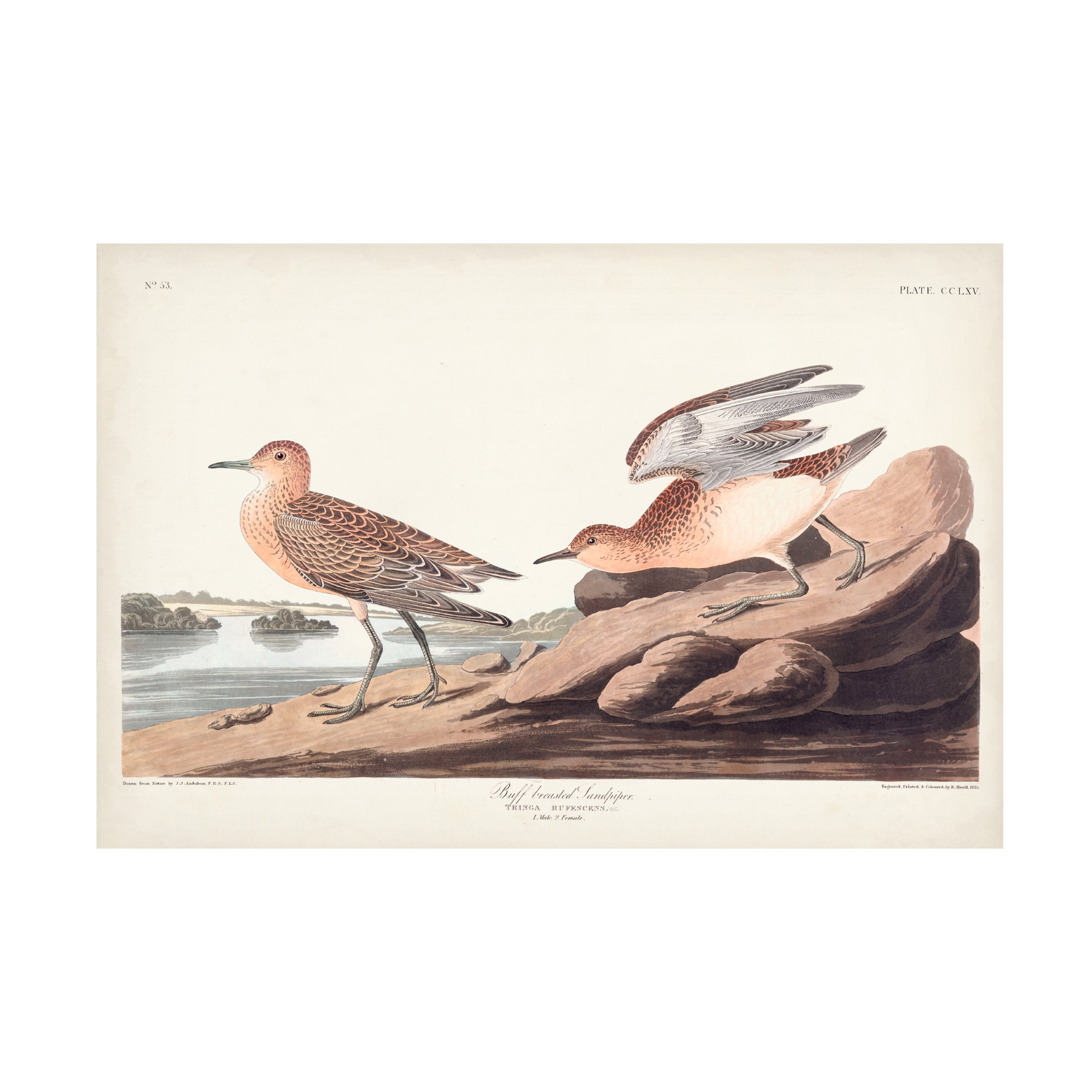 John James Audubon 'Buff breasted Sandpiper' Canvas Art - Walmart ...