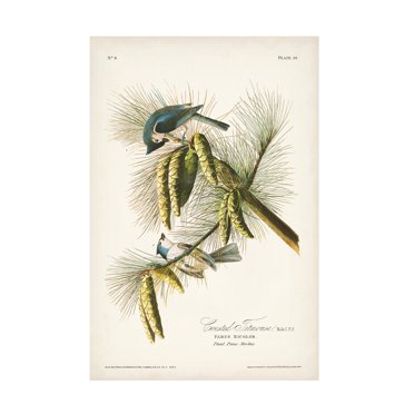Trademark Fine Art 'Audubon Bird and Botanical I' Canvas Art by John ...