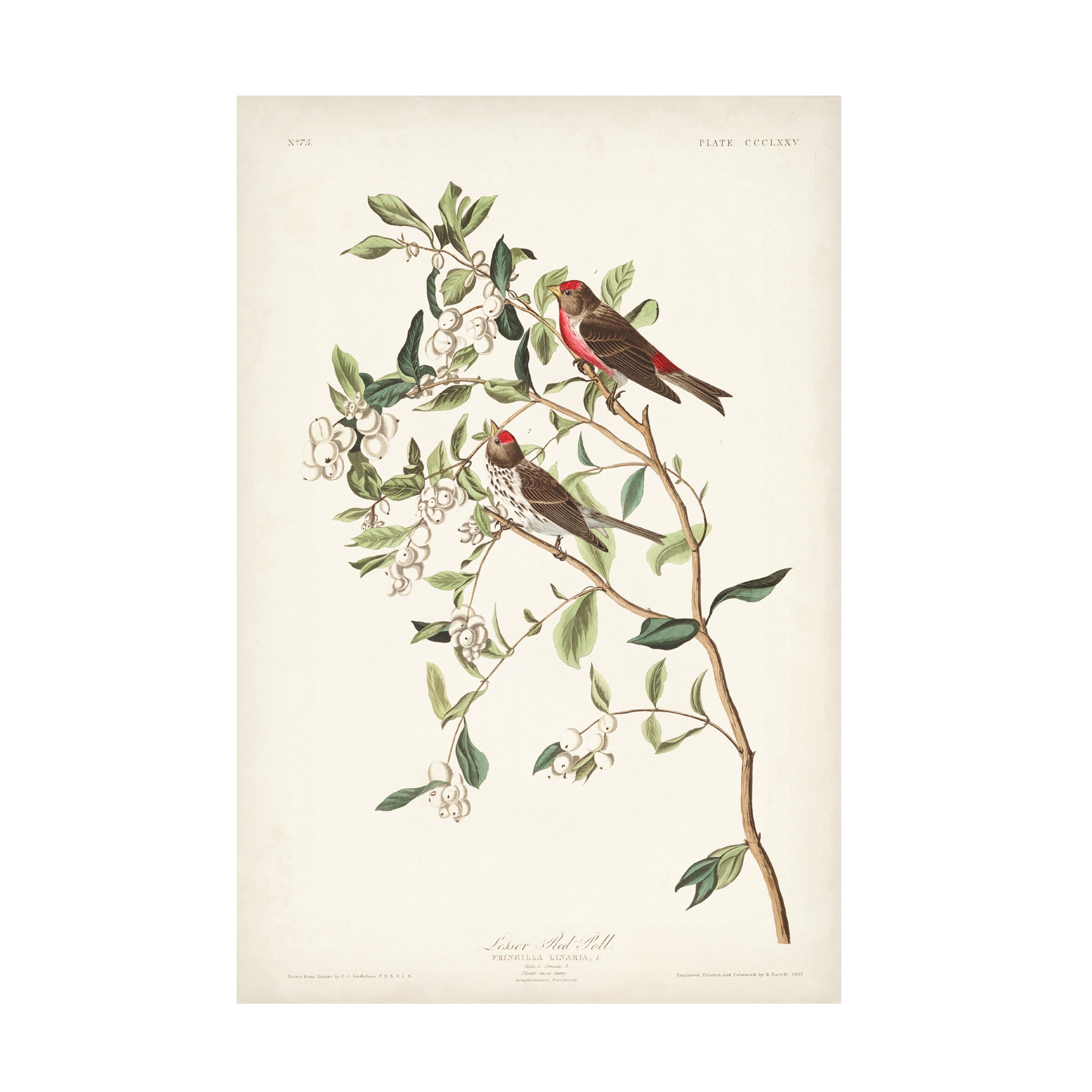 John James Audubon 'Lesser Red Poll' Canvas Art - Walmart Business Supplies