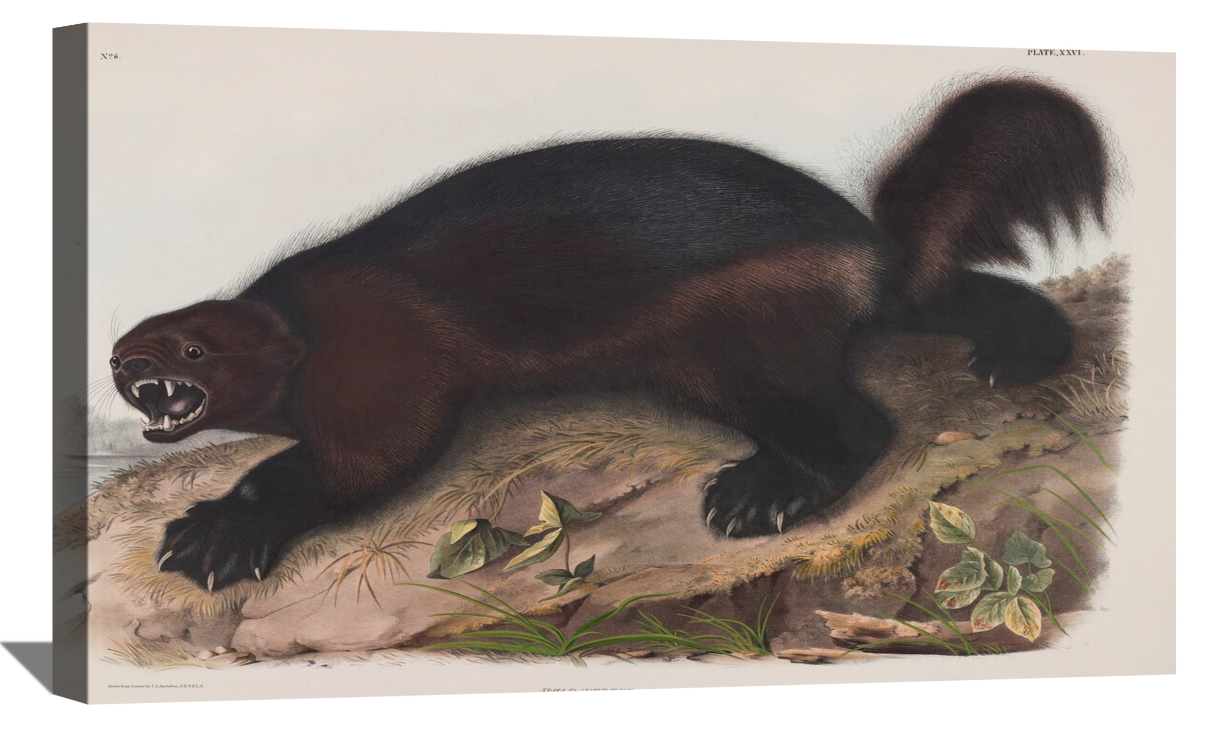 John James Audubon Painting The Wolverine. By Audubon Canvas Art Birds ...