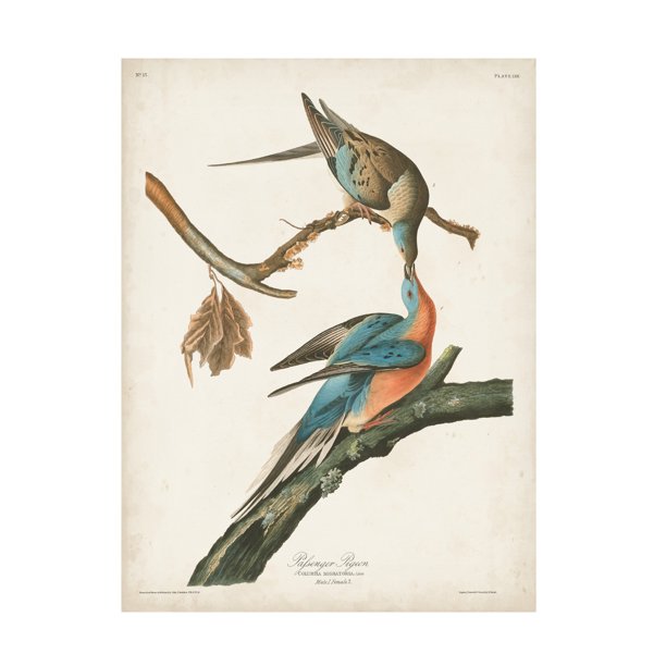 John James Audubon 'Passenger Pigeon' Canvas Art - Walmart Business ...