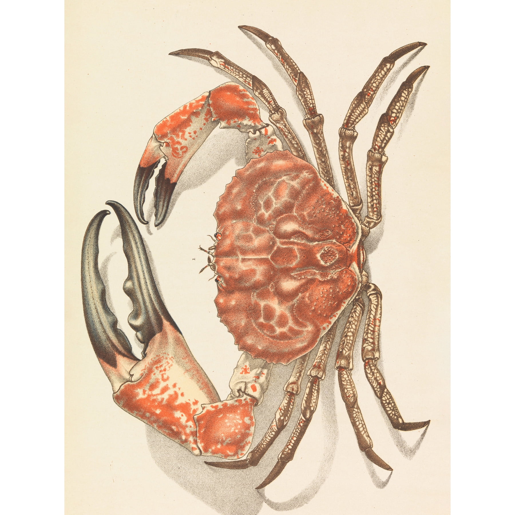 John James Wild Tasmanian Giant Crab Pseudocarcinus Gigas Extra Large ...