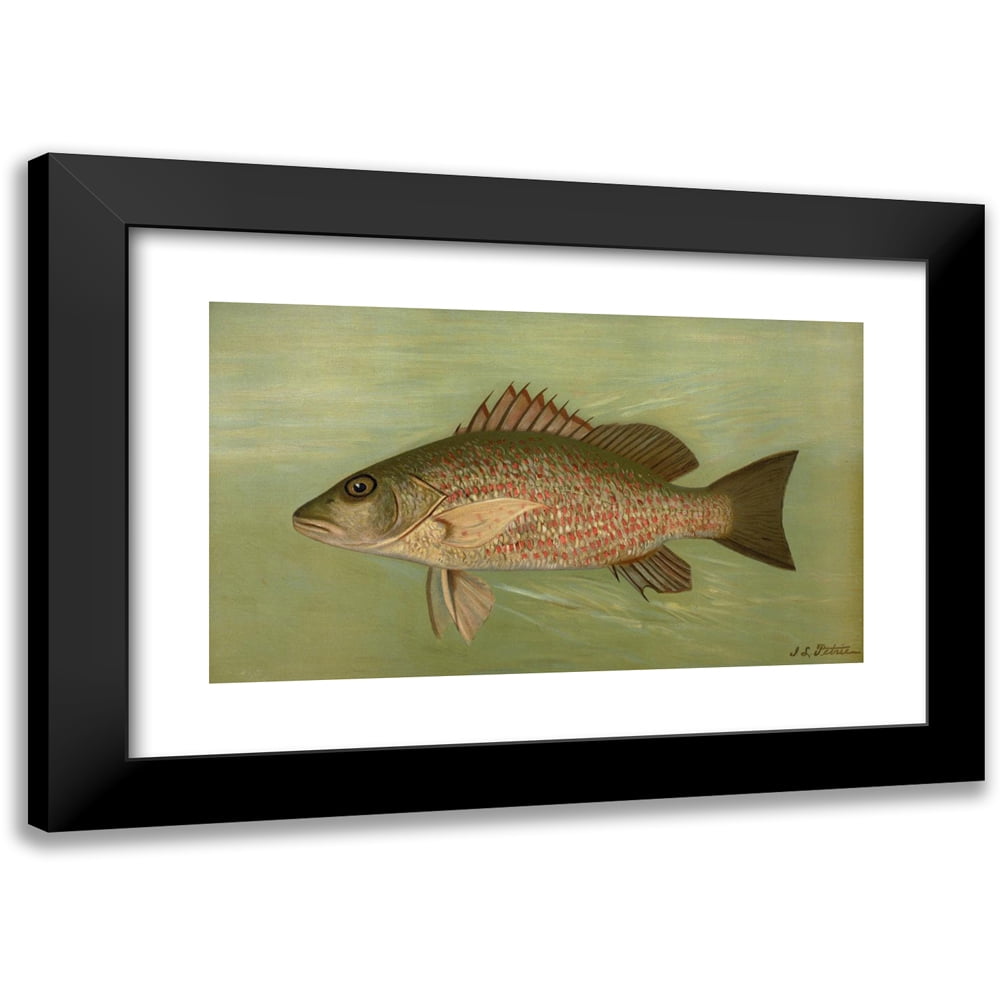 John L. Petrie 18x12 Black Modern Framed Museum Art Print Titled - The Mangrove Snapper ...