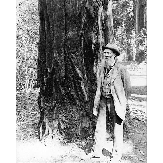 John Muir at Muir Woods National Monument - 20x30 Inch Laminated ...