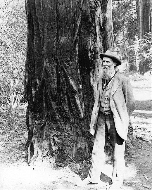 John Muir at Muir Woods National Monument - 24x36 Inch Laminated ...