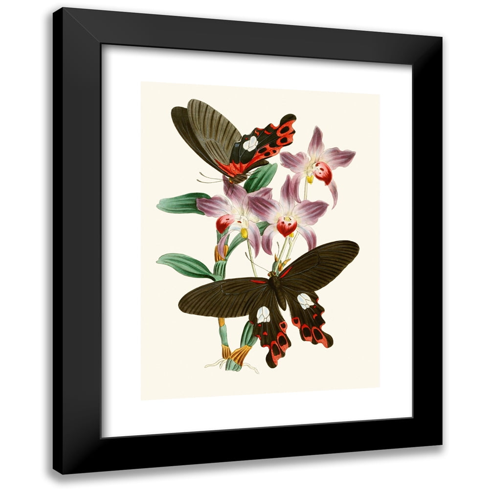John Obadiah Westwood 11x14 Black Modern Framed Museum Art Print Titled ...