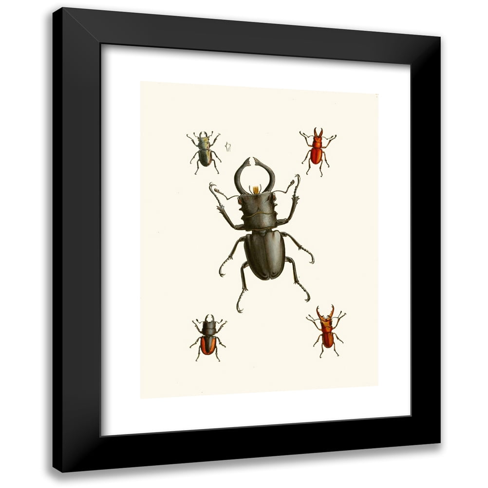 John Obadiah Westwood 11x14 Black Modern Framed Museum Art Print Titled ...
