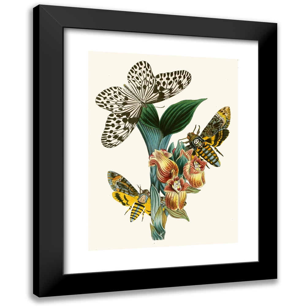 John Obadiah Westwood 11x14 Black Modern Framed Museum Art Print Titled ...