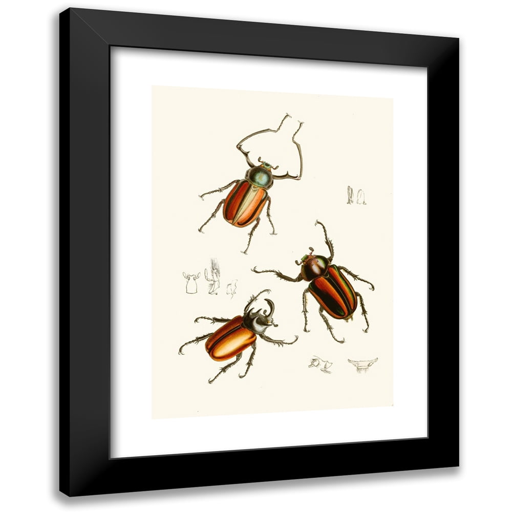 John Obadiah Westwood 11x14 Black Modern Framed Museum Art Print Titled ...