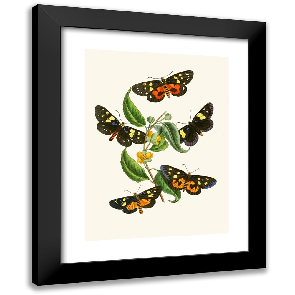 John Obadiah Westwood 11x14 Black Modern Framed Museum Art Print Titled ...