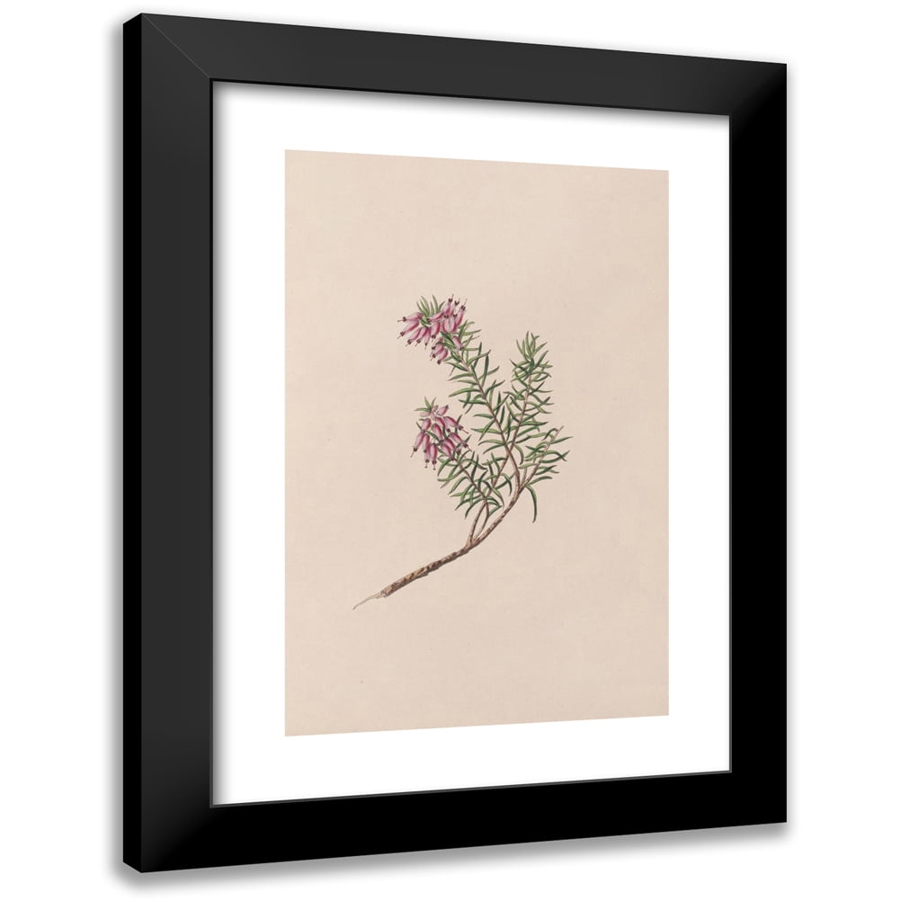 John Stevens Henslow 11x14 Black Modern Framed Museum Art Print Titled ...