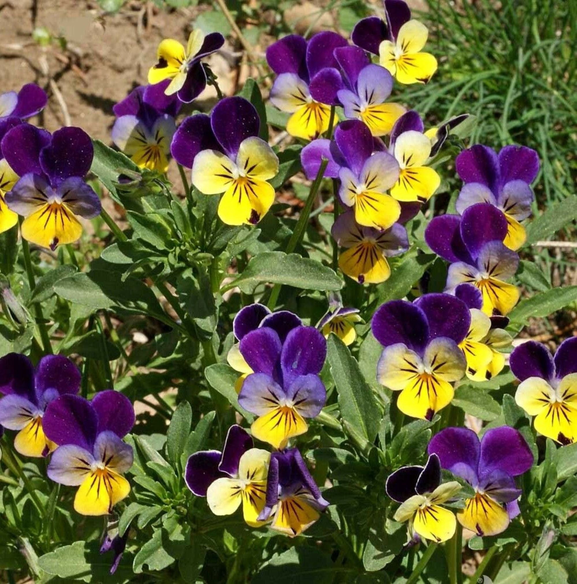 Johnny Jump Up Seeds/ Annual/ Full Sun/ 100K Seeds 1/4lb/ Zellajake ...