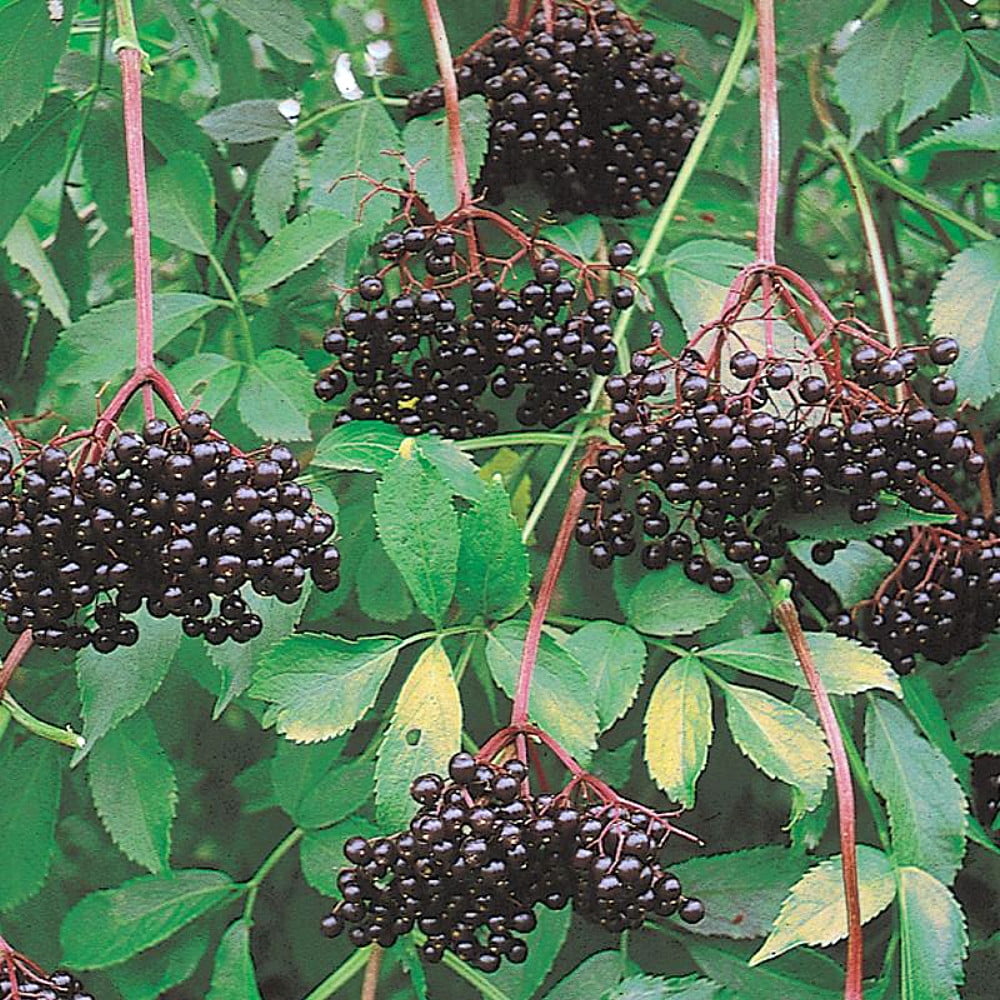 Johns Elderberry Perennial Shrub - Sambucus - 2.5" Pot - Native ...