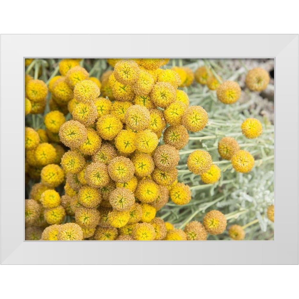 Johnson, George 24x19 White Modern Wood Framed Museum Art Print Titled - Yellow Puff Balls ...