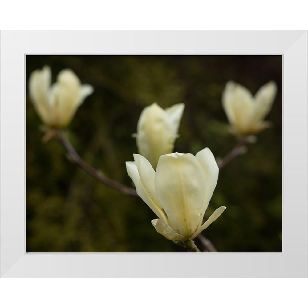 Johnson, George 32x26 White Modern Wood Framed Museum Art Print Titled ...