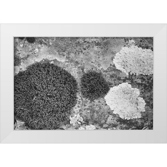 Johnson, Jason 18x13 White Modern Wood Framed Museum Art Print Titled ...