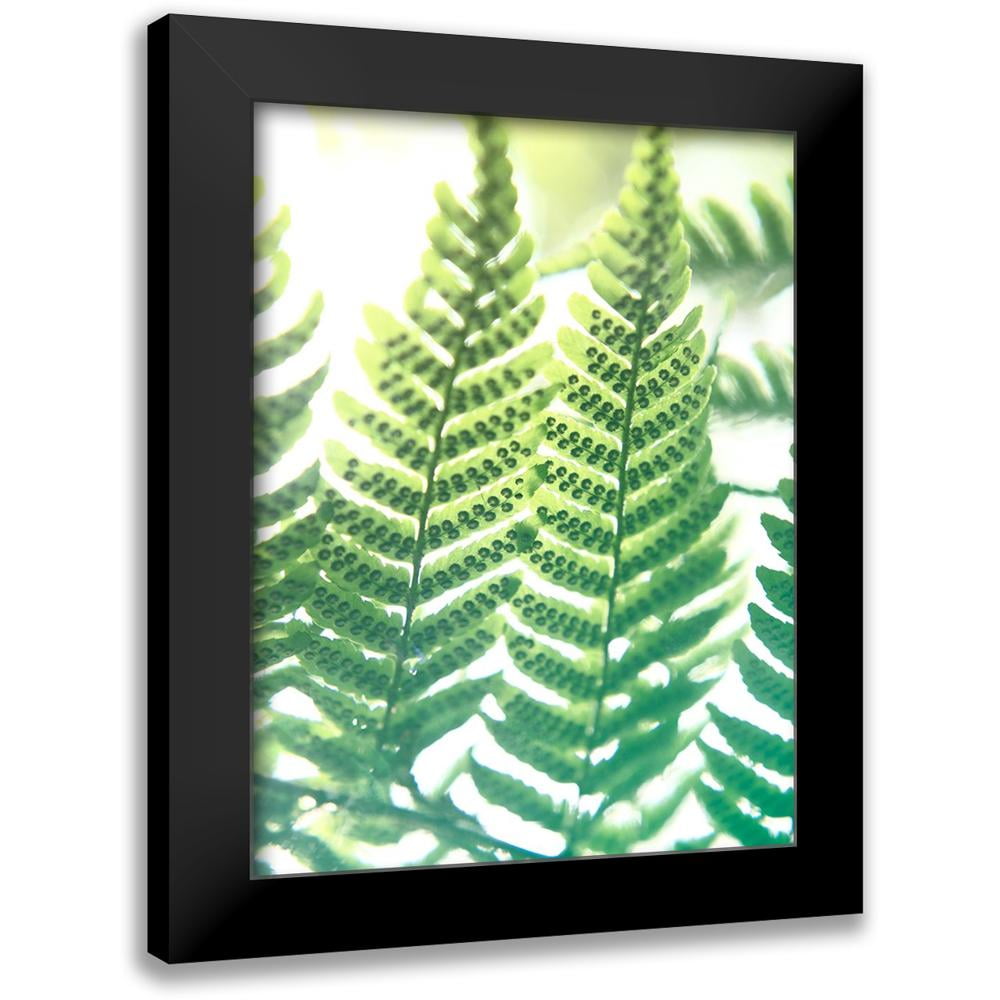 Johnson, Jason 19x24 Black Modern Framed Museum Art Print Titled - Fern ...