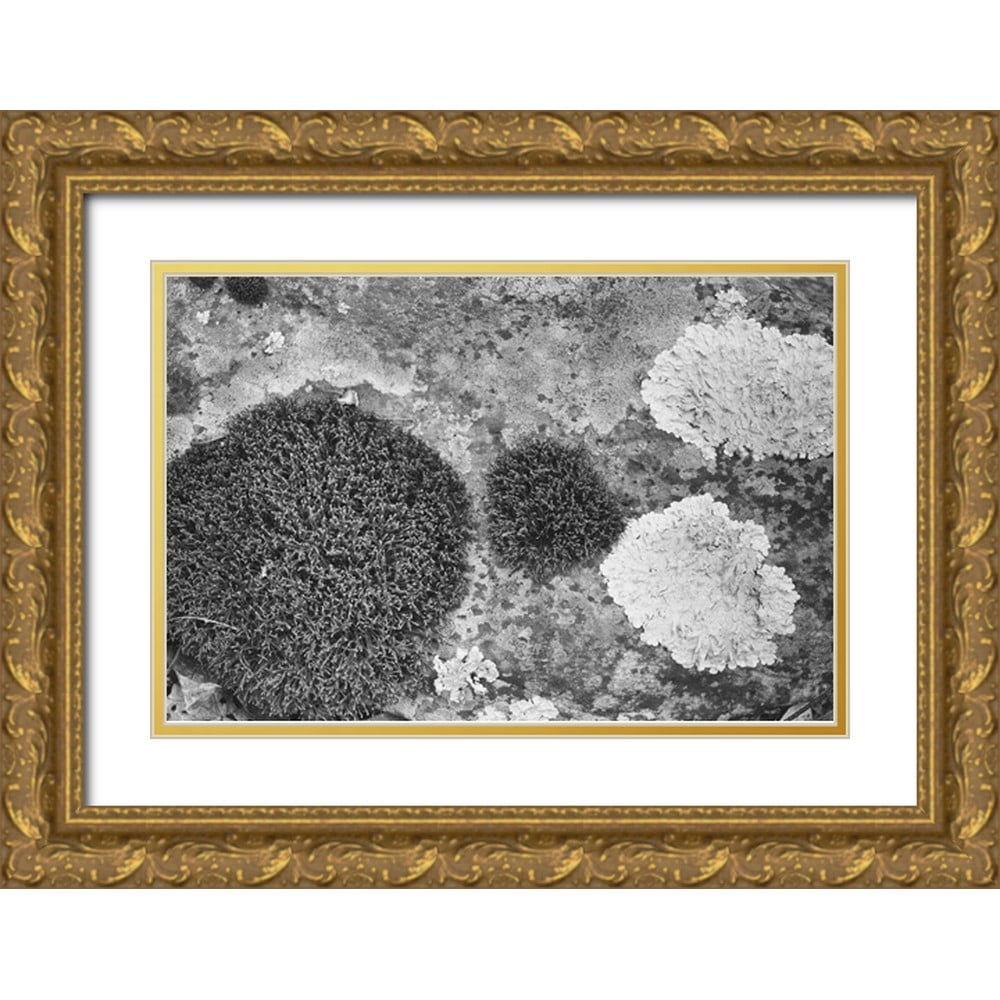 Johnson, Jason 24x17 Gold Ornate Wood Framed with Double Matting Museum Art Print Titled - Found ...