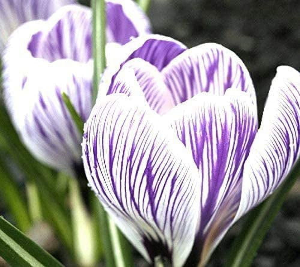 "Jolie's Stars" Striped Crocus (20 Bulbs) . Made in USA, Ships from Our ...