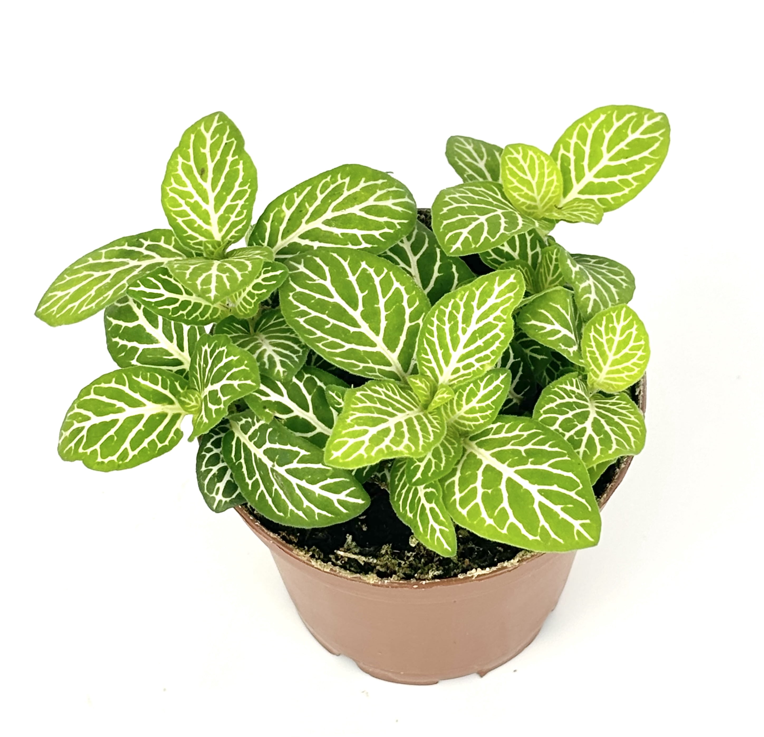 Jolly Lemon Yellow and Green Nerve Plant Fittonia Live Plants in 2.5 ...