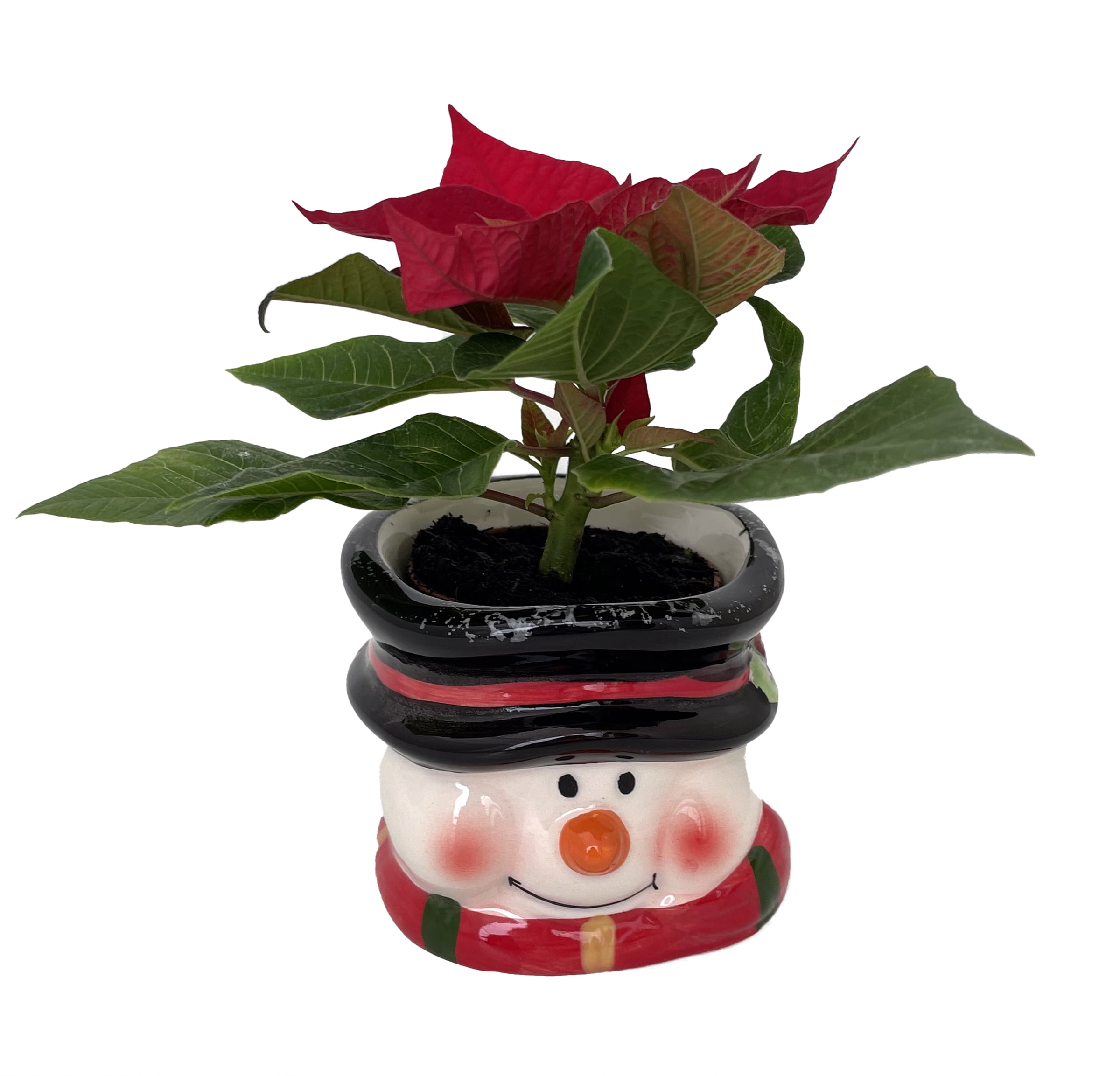 Jolly Snowman Ceramic Planter with Live Poinsettia Plant - 3x3" Pot ...
