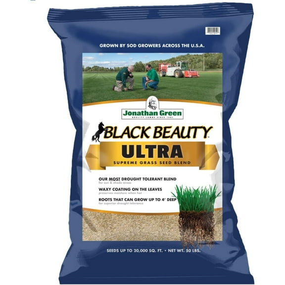 Kentucky 31 Tall Fescue Grass Seed