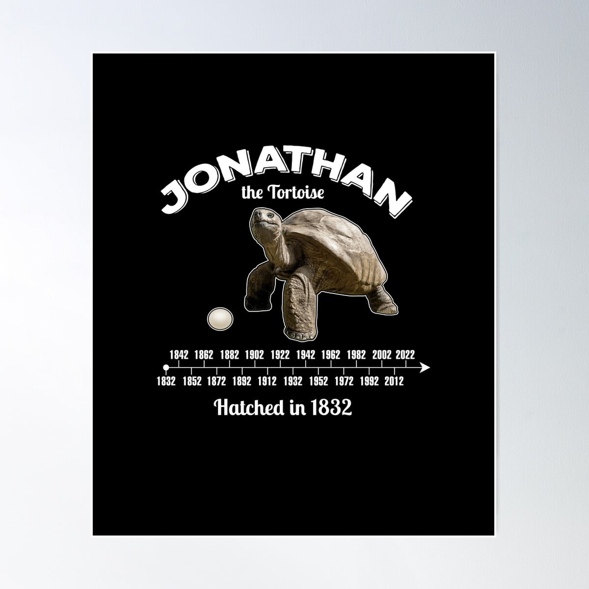Jonathan The Tortoise Timeline Poster Wall Art, Modern Wall Decor For ...