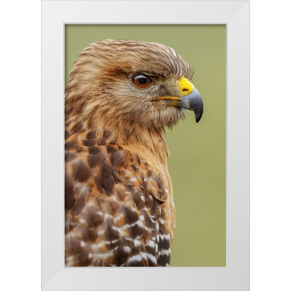 Jones, Adam 11x14 White Modern Wood Framed Museum Art Print Titled ...