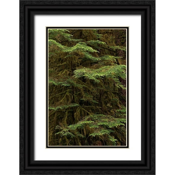 Western Hemlock Tree