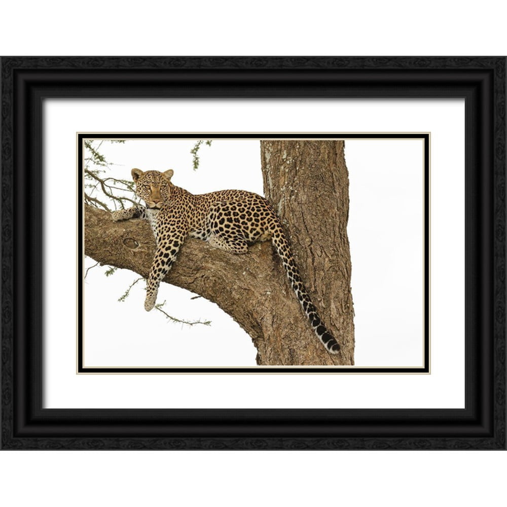 Jones, Adam 14x11 Black Ornate Wood Framed with Double Matting Museum ...