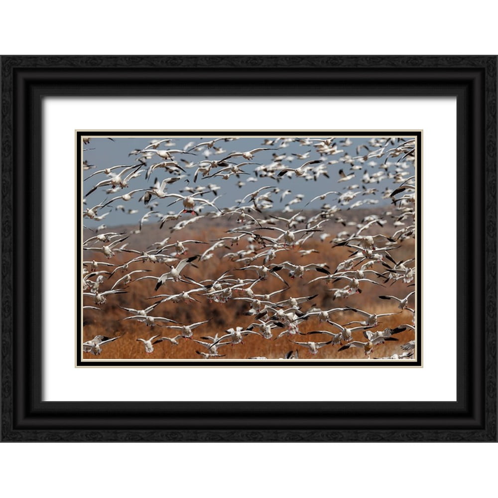 Jones, Adam 14x11 Black Ornate Wood Framed with Double Matting Museum ...