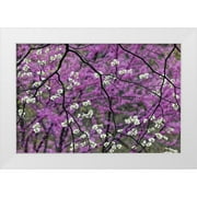 Flowering Redbud Tree