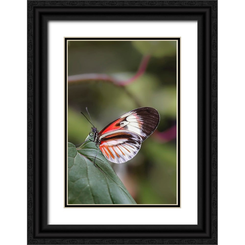 Jones, Adam 17x24 Black Ornate Wood Framed with Double Matting Museum ...