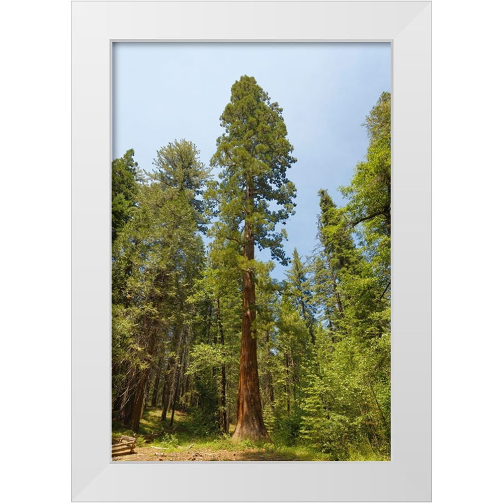Jones, Adam 17x24 White Modern Wood Framed Museum Art Print Titled ...