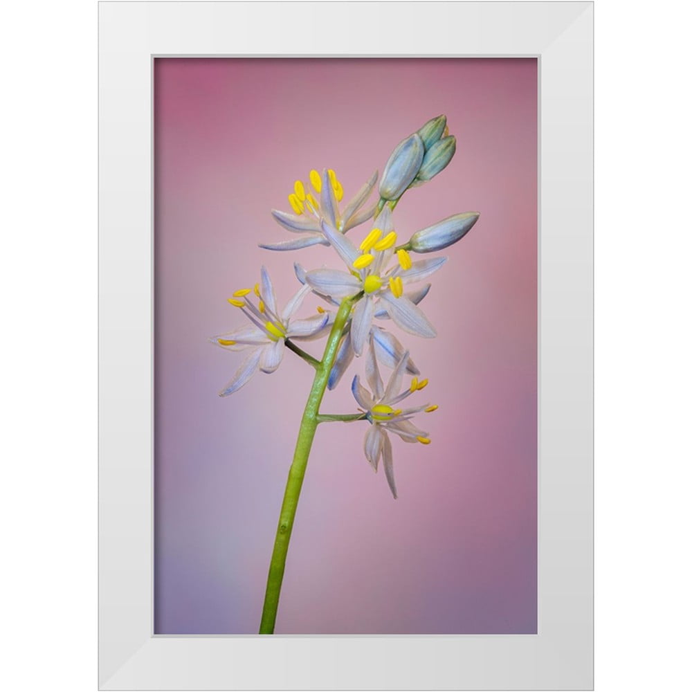 Jones, Adam 17x24 White Modern Wood Framed Museum Art Print Titled ...