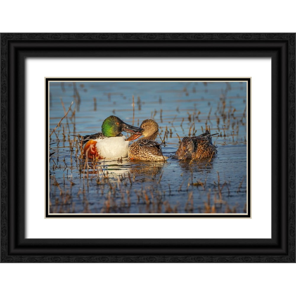 Jones, Adam 18x13 Black Ornate Wood Framed with Double Matting Museum ...