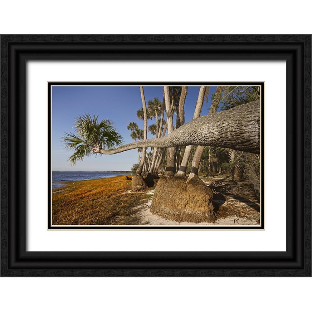 Jones, Adam 18x13 Black Ornate Wood Framed with Double Matting Museum ...
