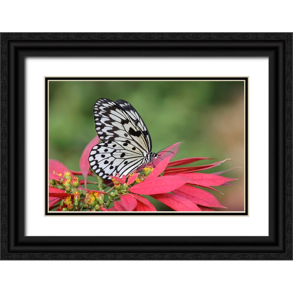 Jones, Adam 18x13 Black Ornate Wood Framed with Double Matting Museum ...