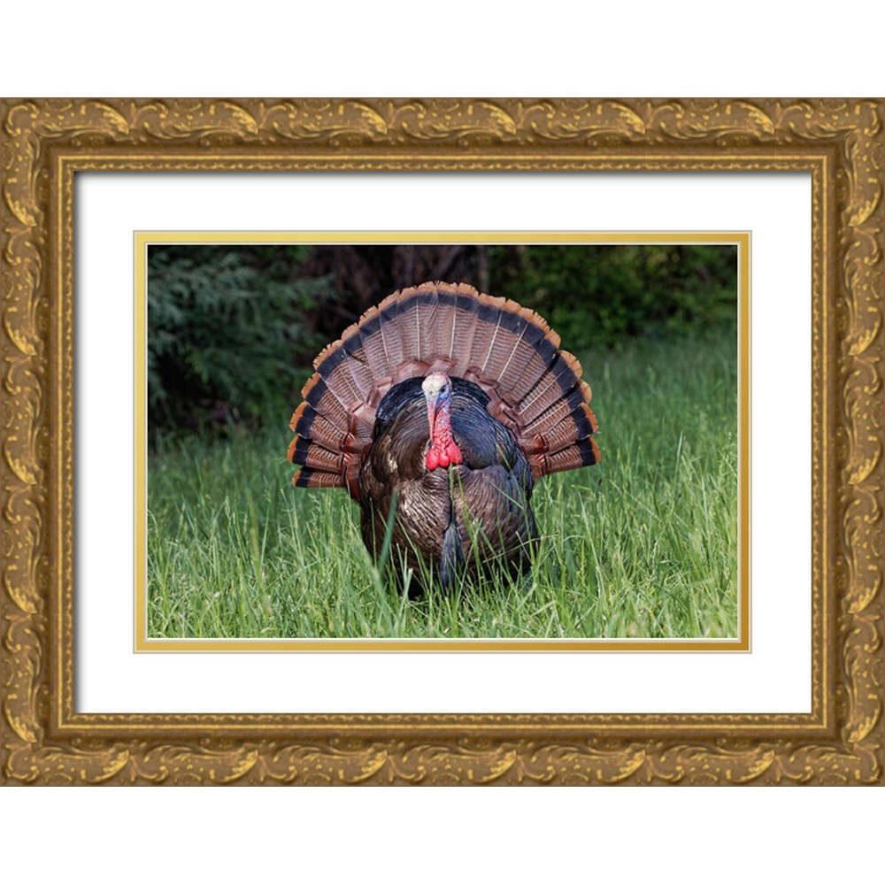 Jones, Adam 18x13 Gold Ornate Wood Framed with Double Matting Museum ...