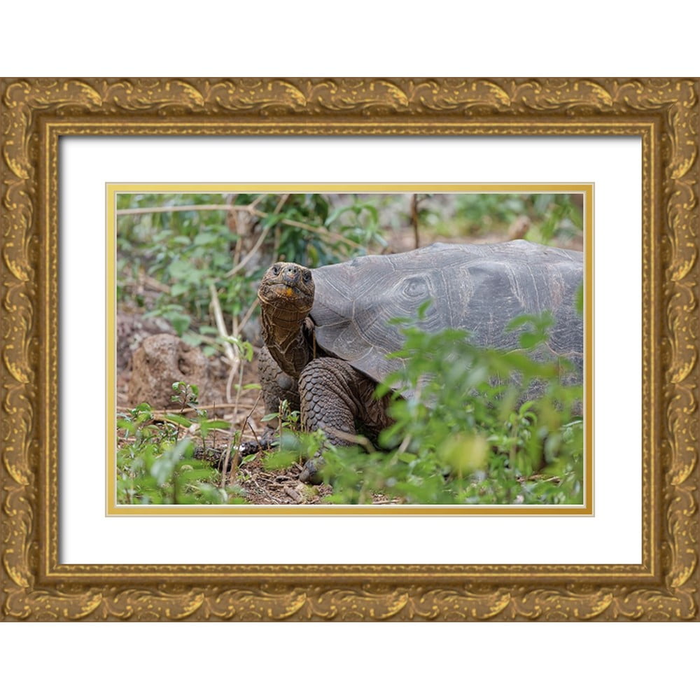 Jones, Adam 18x13 Gold Ornate Wood Framed with Double Matting Museum ...