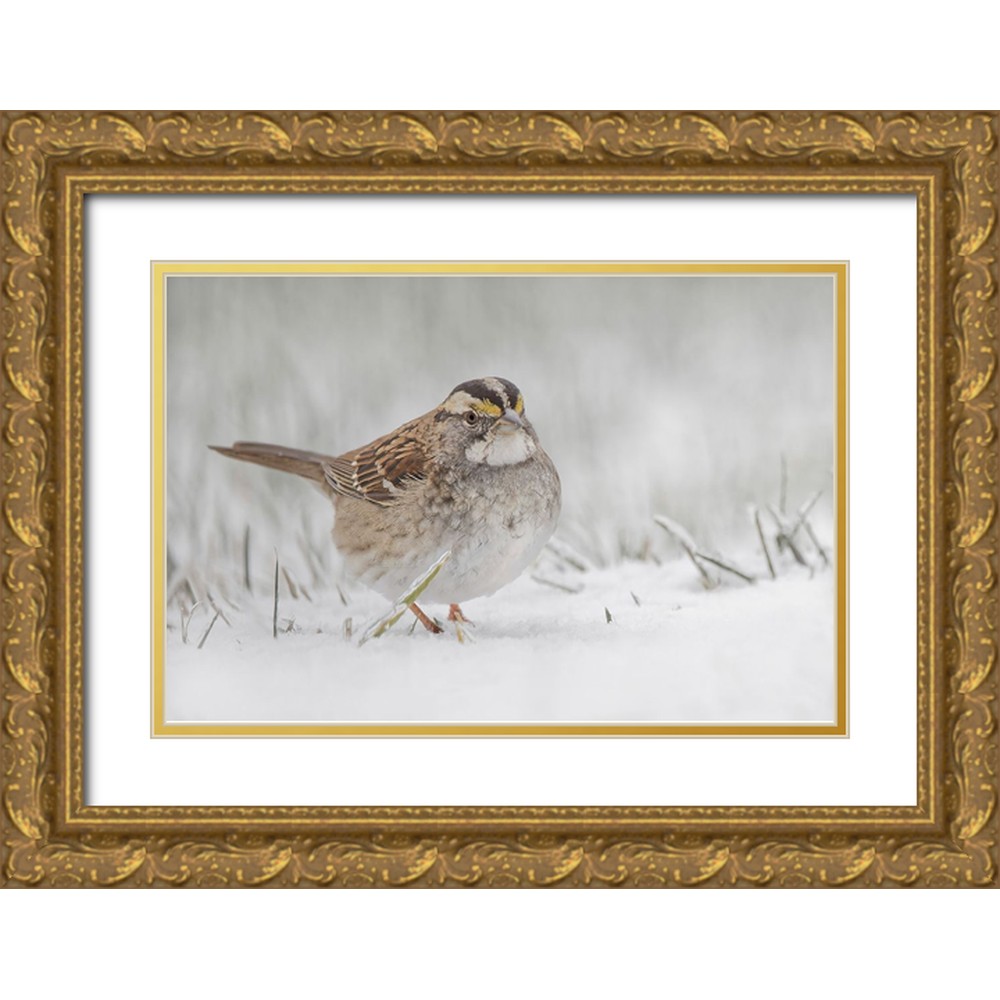 Jones, Adam 18x13 Gold Ornate Wood Framed with Double Matting Museum ...