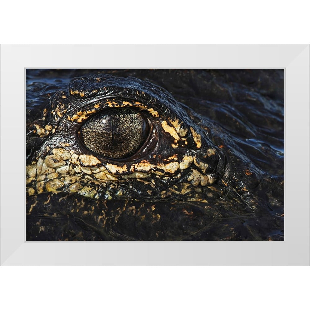 Jones, Adam 18x13 White Modern Wood Framed Museum Art Print Titled ...