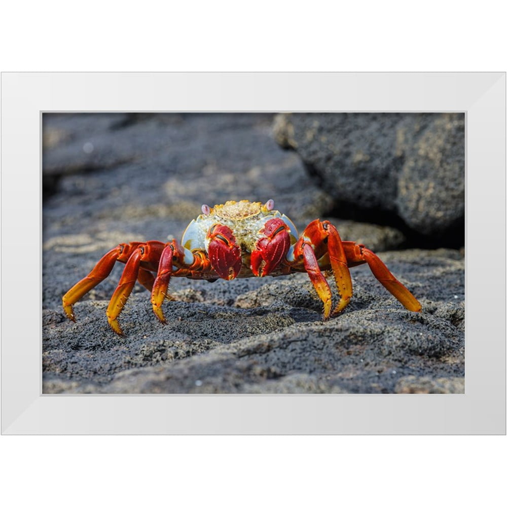 Jones, Adam 18x13 White Modern Wood Framed Museum Art Print Titled ...