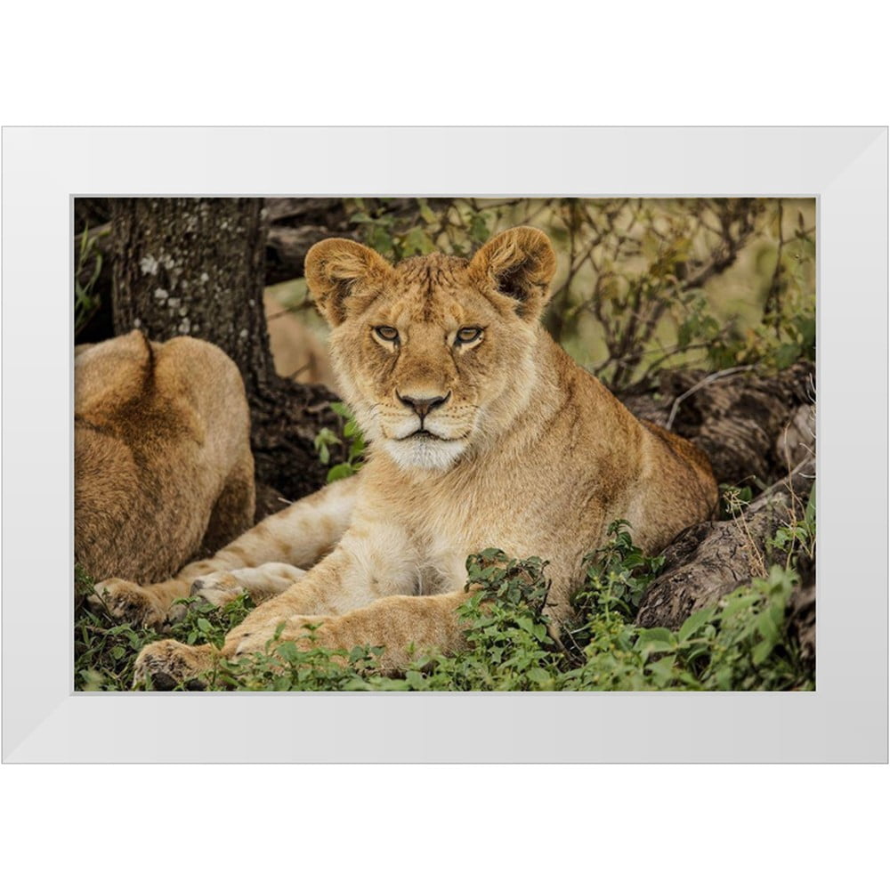 Jones, Adam 18x13 White Modern Wood Framed Museum Art Print Titled ...