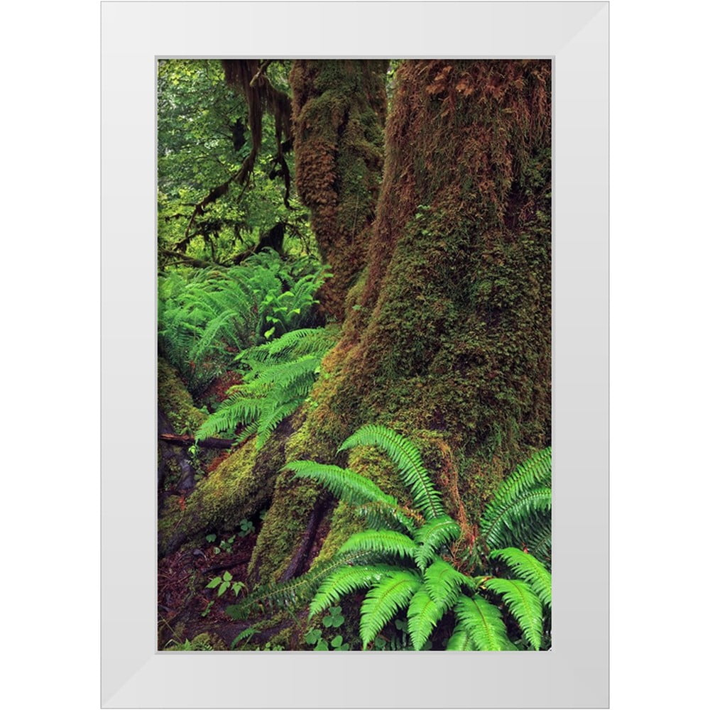 Jones, Adam 23x32 White Modern Wood Framed Museum Art Print Titled ...