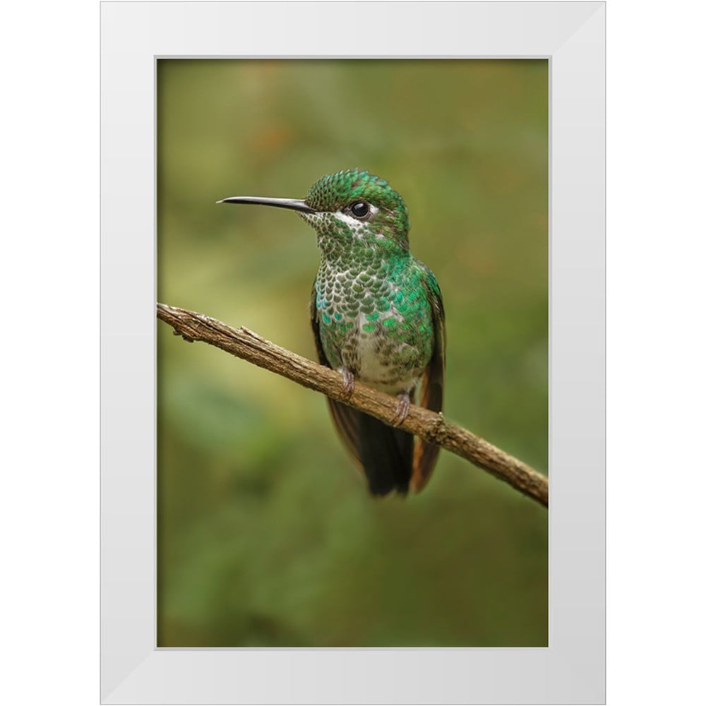 Jones, Adam 23x32 White Modern Wood Framed Museum Art Print Titled ...